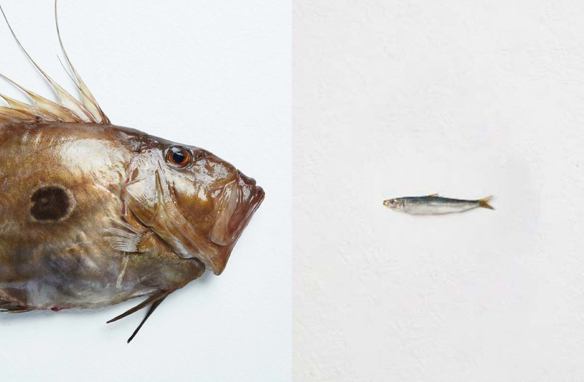 Take One Fish | Kitchen Arts & Letters